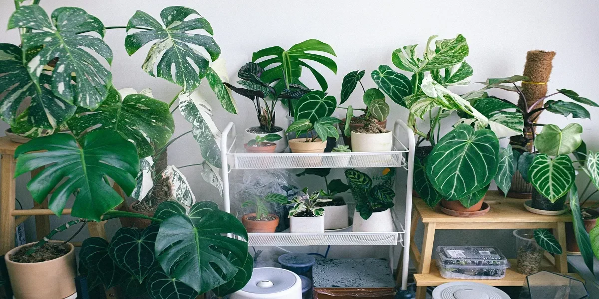 7 Essential Products for Thriving Indoor Live Plants