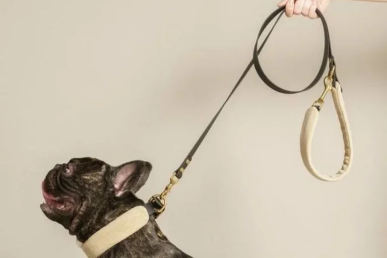 Selecting Top Dog Leashes for 2024: A Comprehensive Guide for Online ...