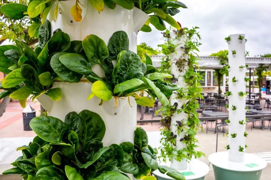 Aeroponic Towers: What Are They and Which Work Best